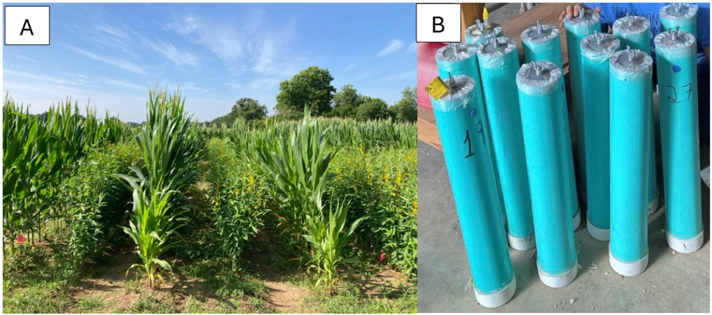 Can Mixing Sunn Hemp with Corn Produce High-Quality Silage? | Panhandle ...