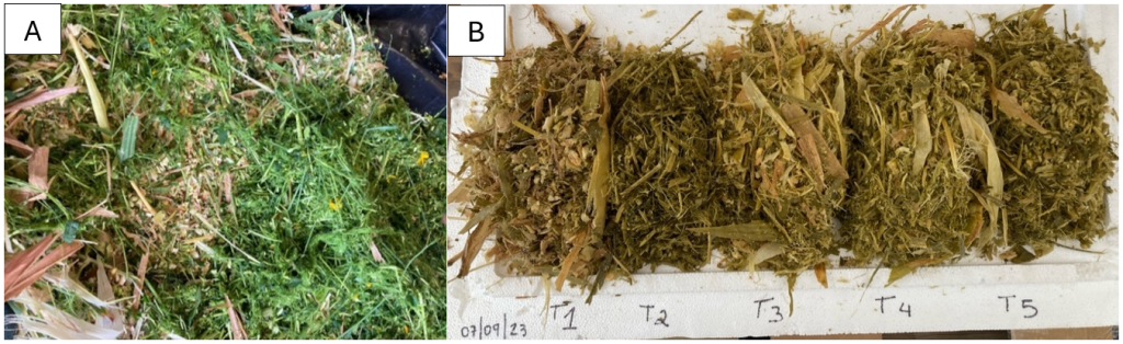 Can Mixing Sunn Hemp with Corn Produce High-Quality Silage? | Panhandle ...