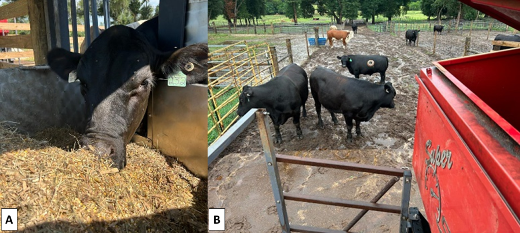 Cashew Nutshell Extract: A Feed Additive with Potential to Reduce ...