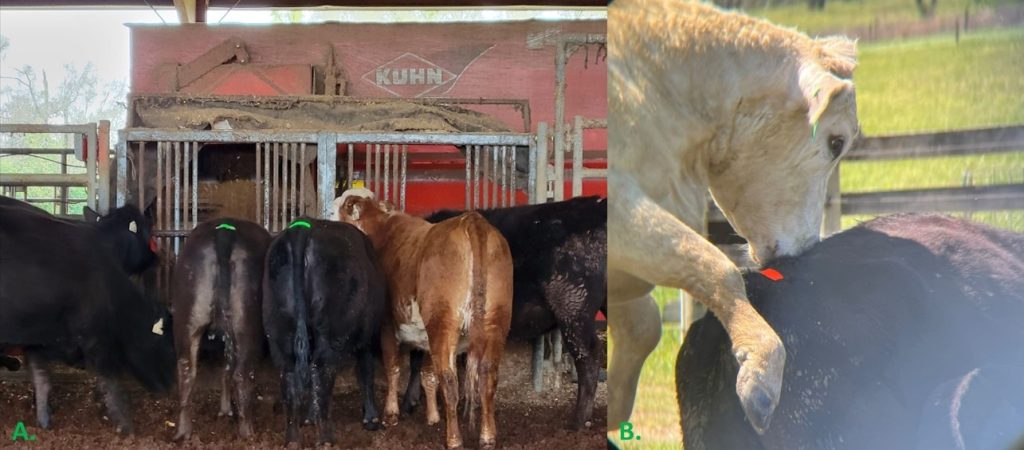 How Stress Impacts Cattle Reproduction | Panhandle Agriculture