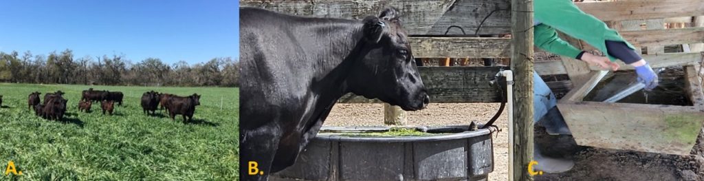 How Stress Impacts Cattle Reproduction | Panhandle Agriculture