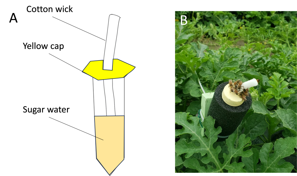 The Importance of Pollination for Seedless Watermelons and How to ...