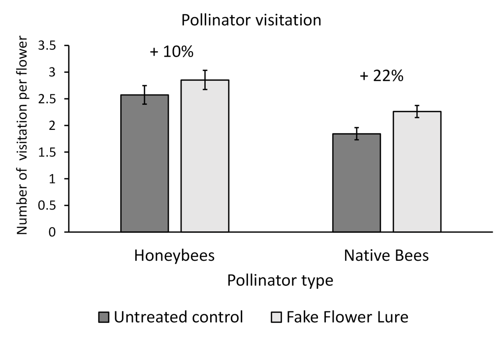 The Importance of Pollination for Seedless Watermelons and How to ...