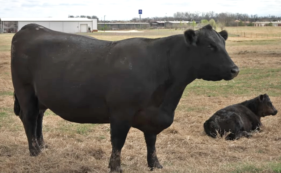 General Agriculture | Panhandle Agriculture