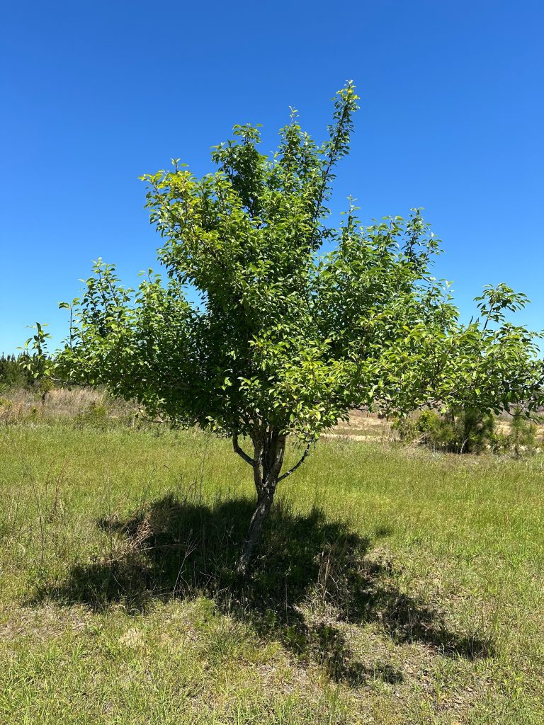 Adding Soft Mast Trees to Your Wildlife Food Plots | Panhandle Agriculture