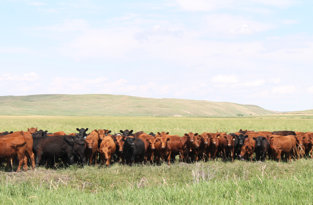 Research Review: Frequency of DDGS Supplementation Impacts Gains of ...