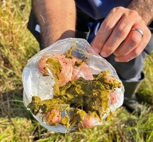 Gastrointestinal (GI) Parasites of Beef Cow-Calf Operations in Florida ...