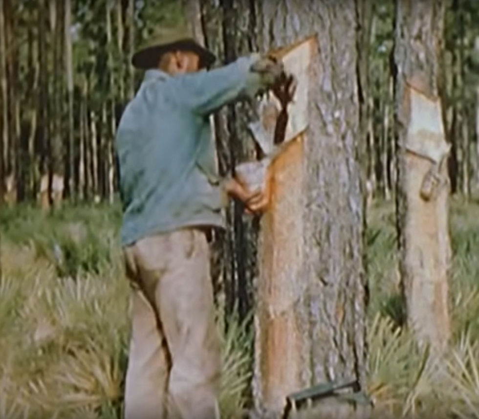 Forestry | Panhandle Agriculture