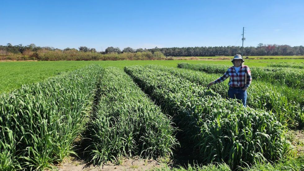 2024 Cool-Season Forage Variety Recommendations | Panhandle Agriculture