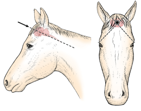 End of Life Issues – Euthanasia: A Horse Owner’s Final Act of Care ...