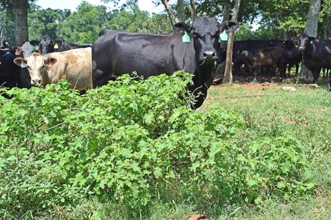 Considerations for Managing Weeds with Herbicides in Perennial Pastures ...