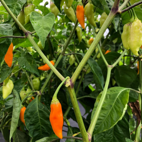 Specialty Peppers for Every Heat Level | Panhandle Agriculture