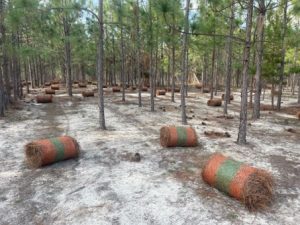 Managing Pine Stands for Straw Production | Panhandle Agriculture
