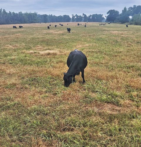 Stretching Hay Reserves is Critical during this “Flash Drought ...